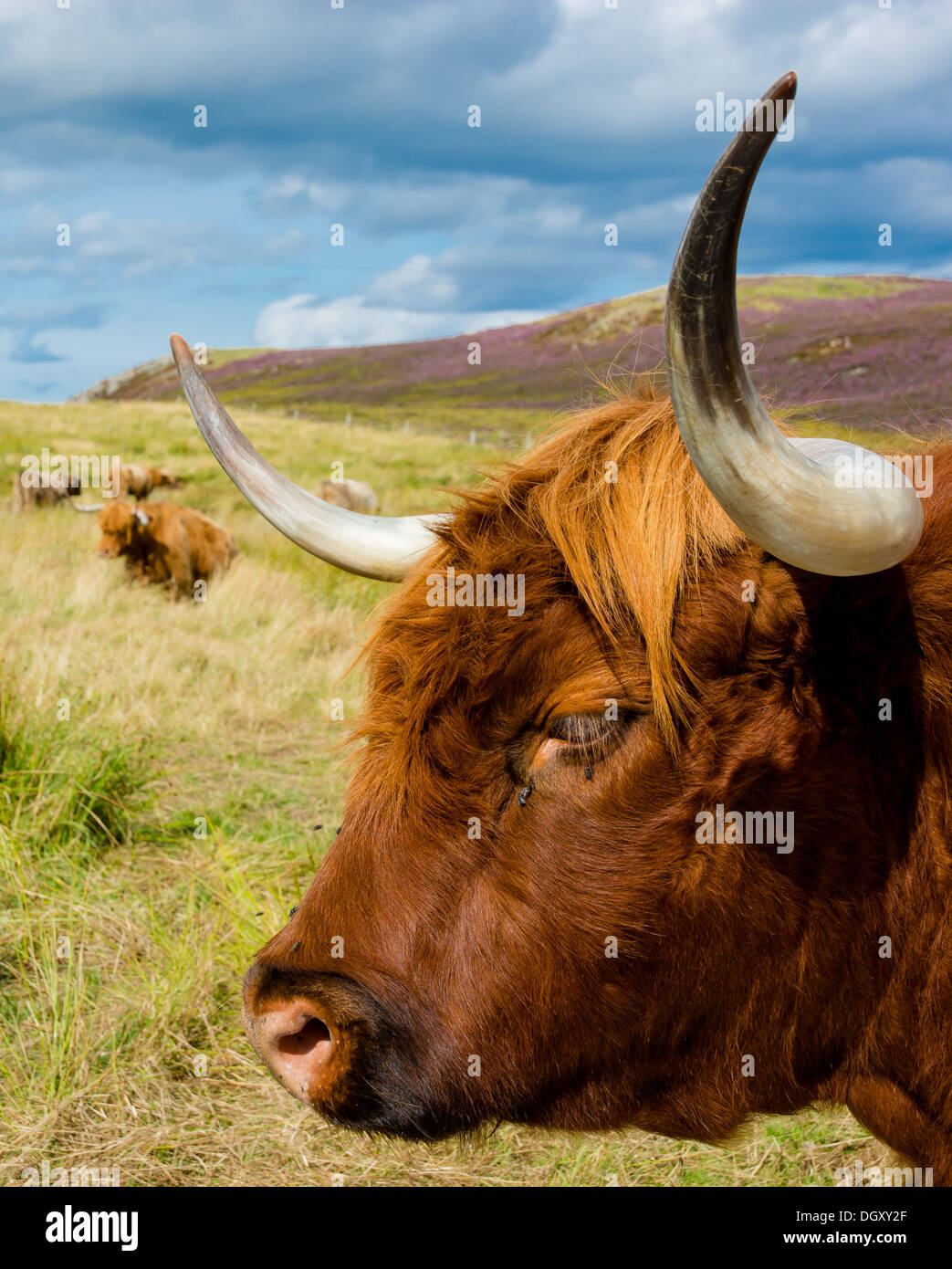 Highland Cattle Longhorn High Resolution Stock Photography and Images ...