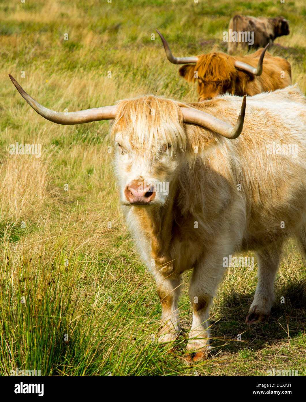 Highland Cattle Longhorn High Resolution Stock Photography and Images ...