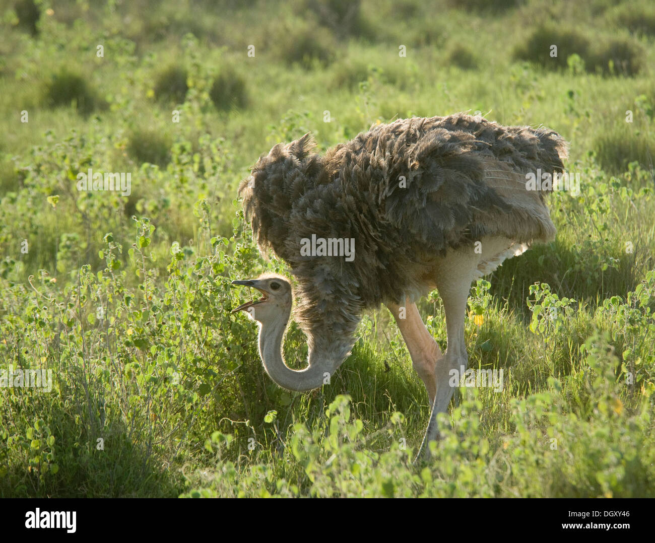 Female common ostrich in hi-res stock photography and images - Alamy