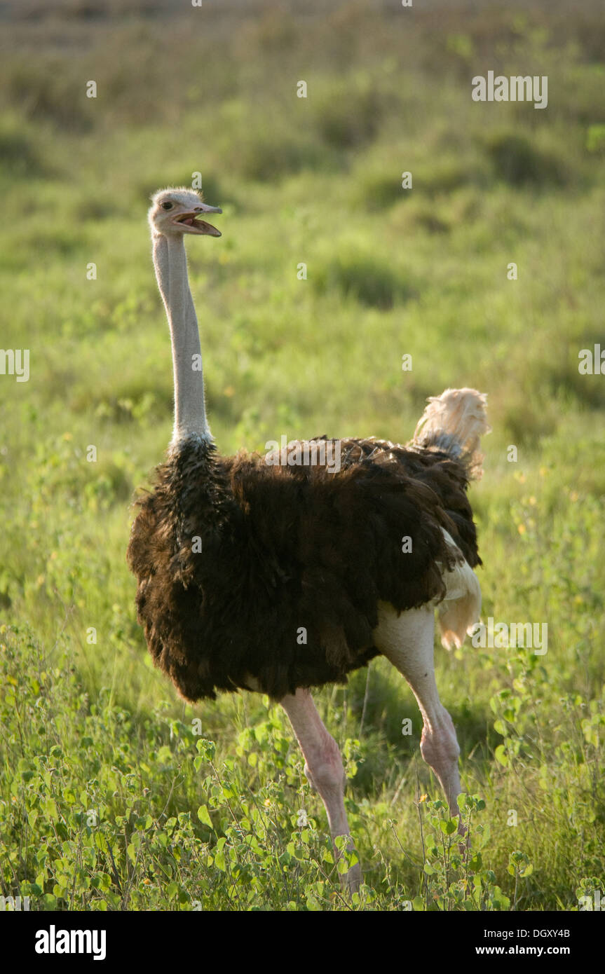 Ostrich stand hi-res stock photography and images - Alamy