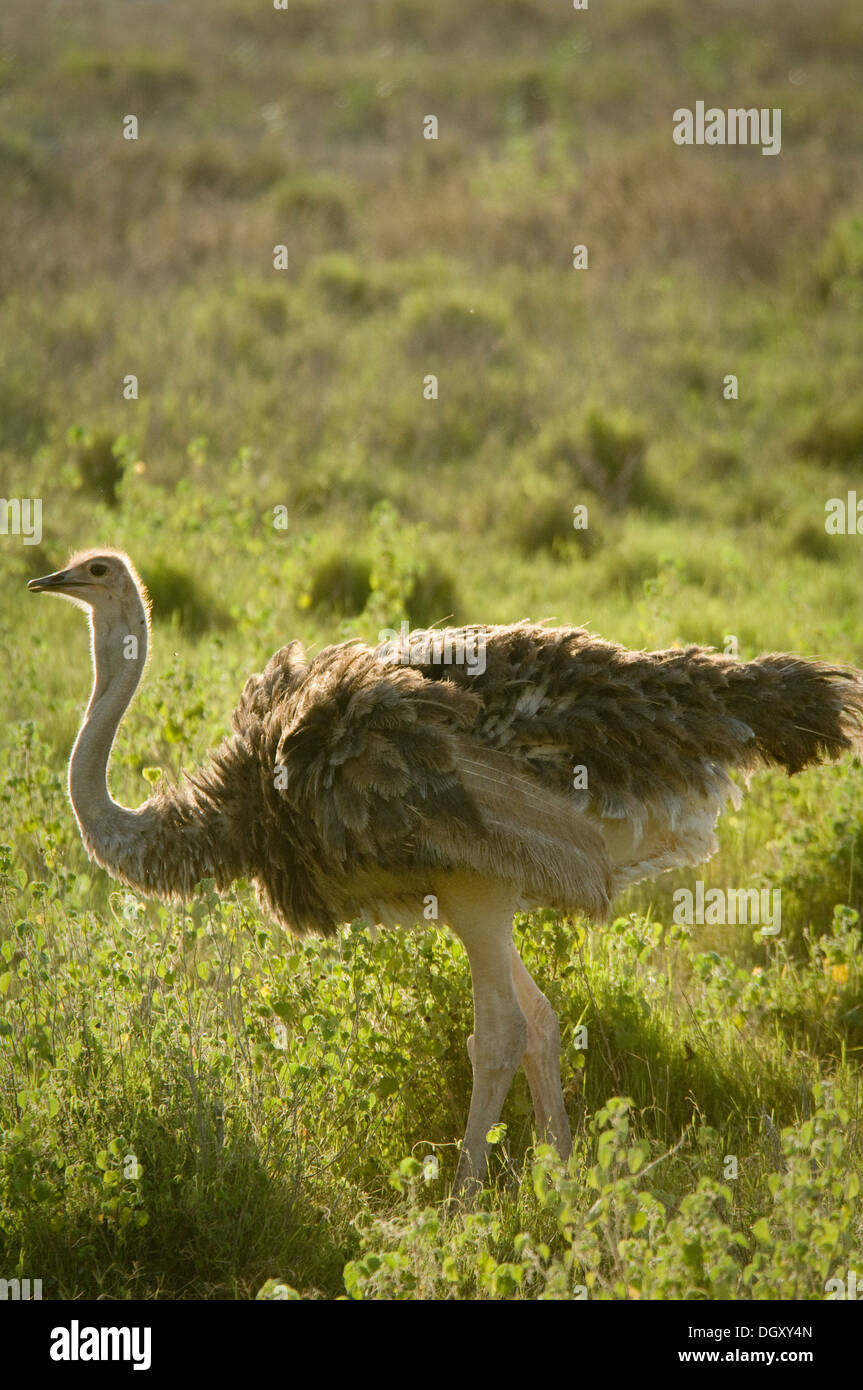 Female common ostrich in hi-res stock photography and images - Alamy