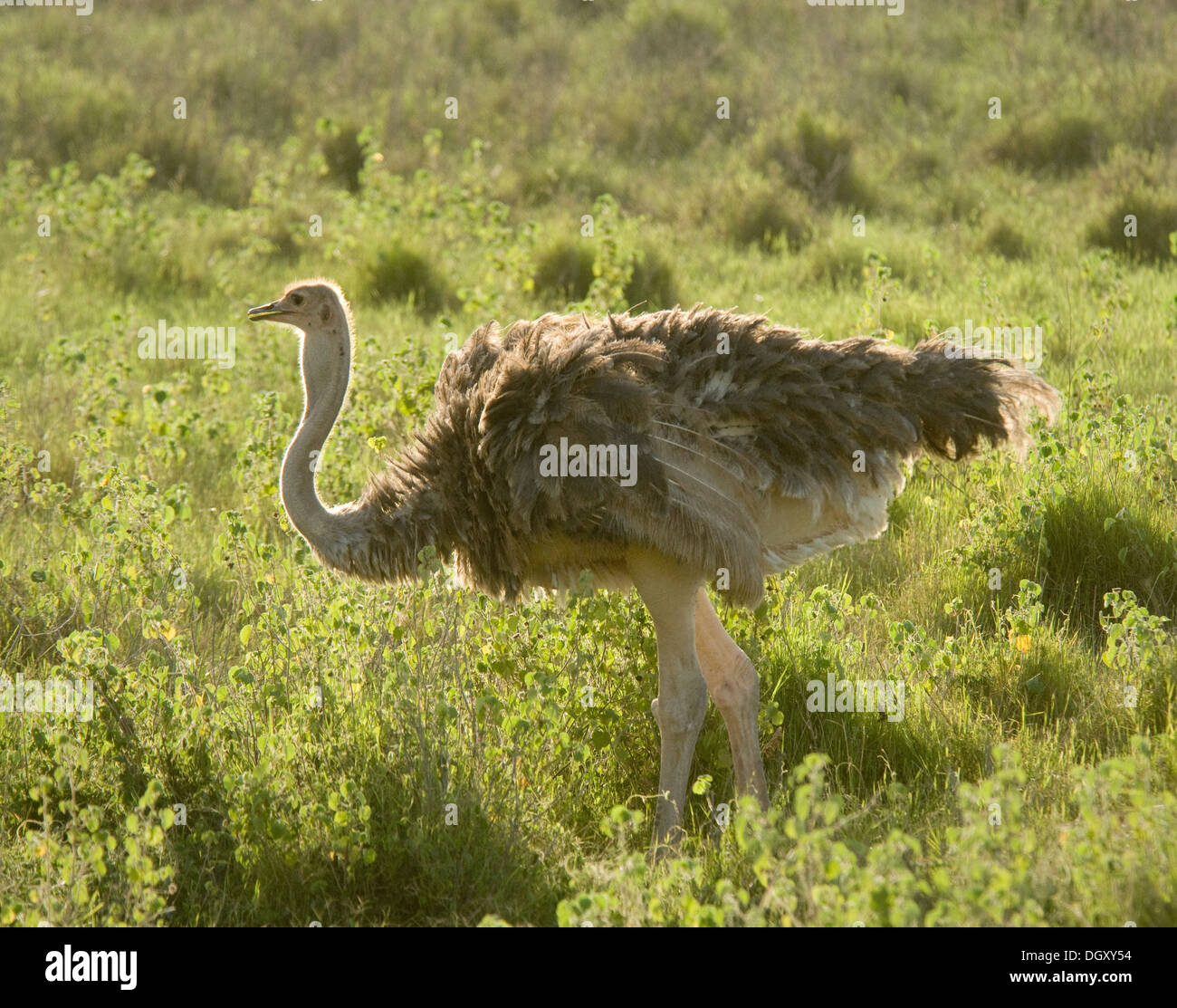 Female Common ostrich in the plains Stock Photo - Alamy