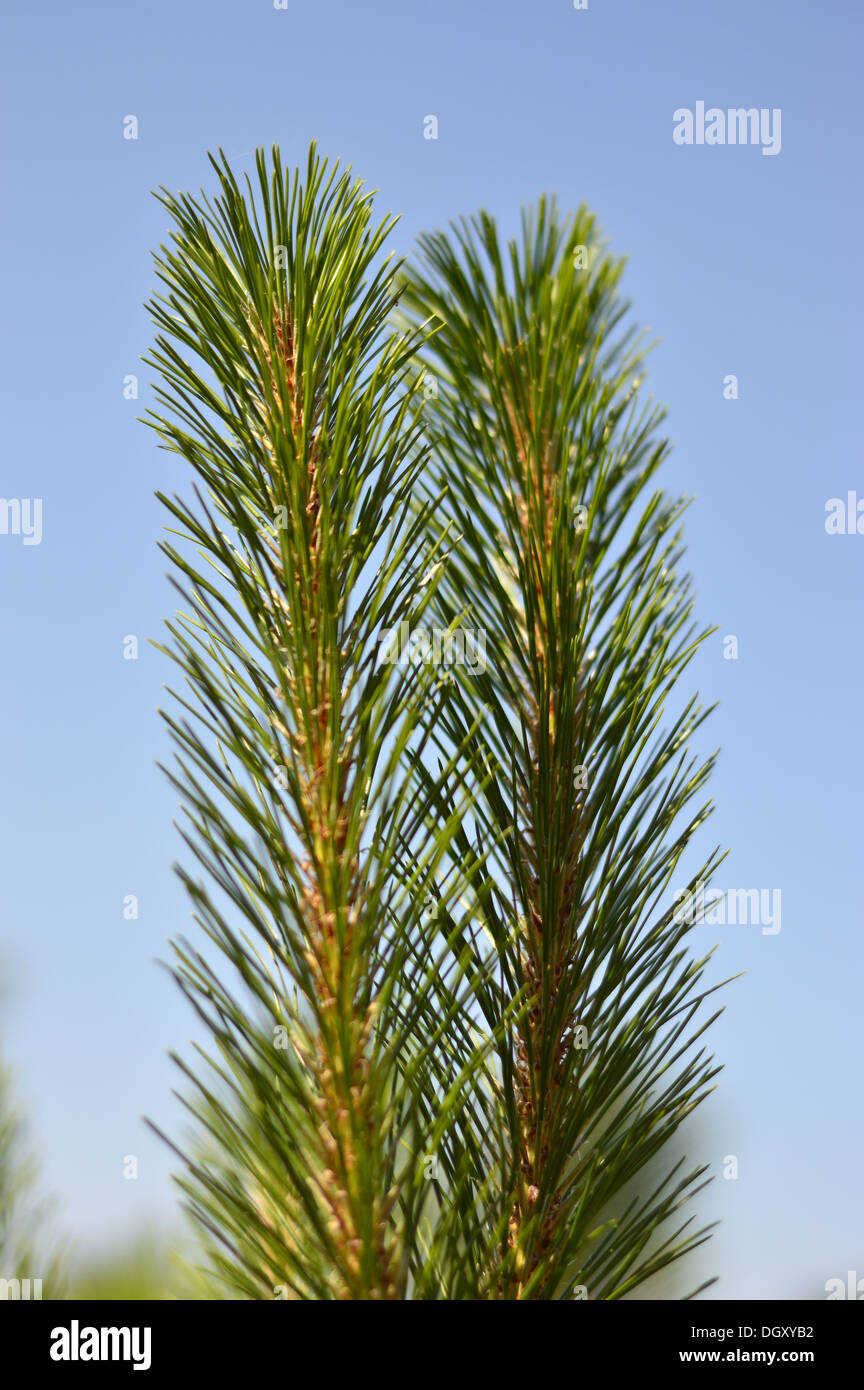 Young fir tree branches Stock Photo - Alamy