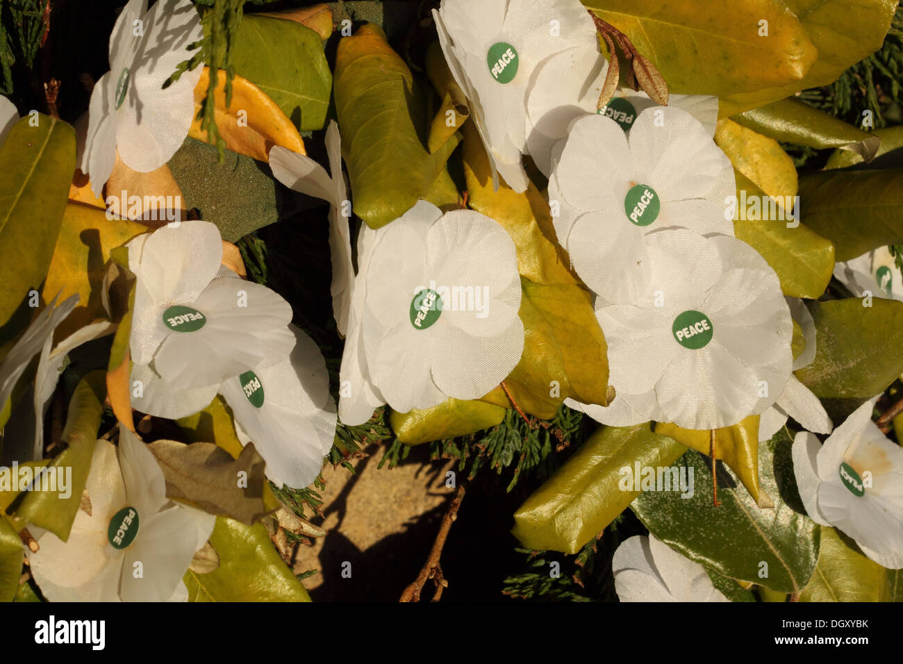 White poppy hi-res stock photography and images - Alamy