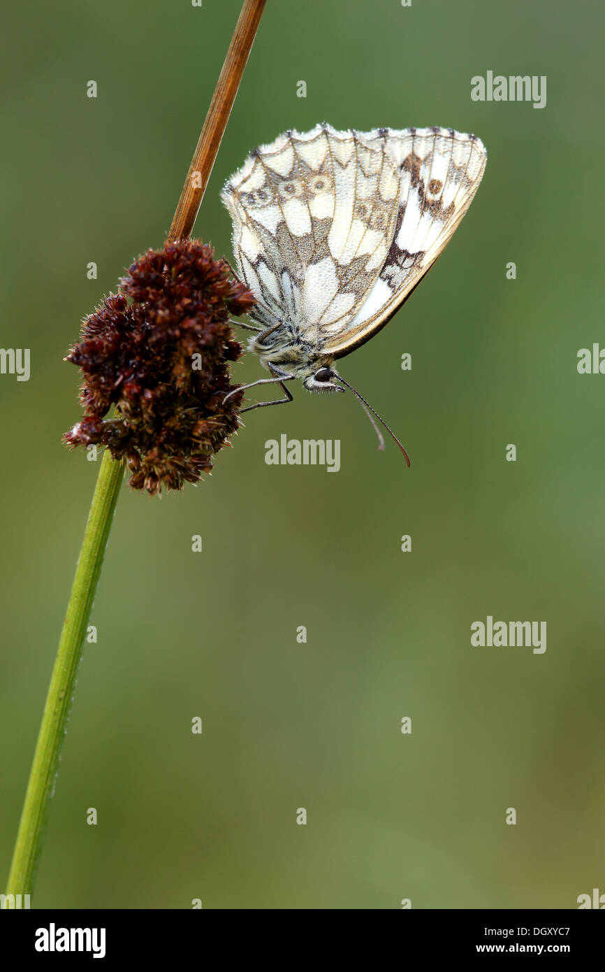 Marbled White Butterfly Stock Photo - Alamy