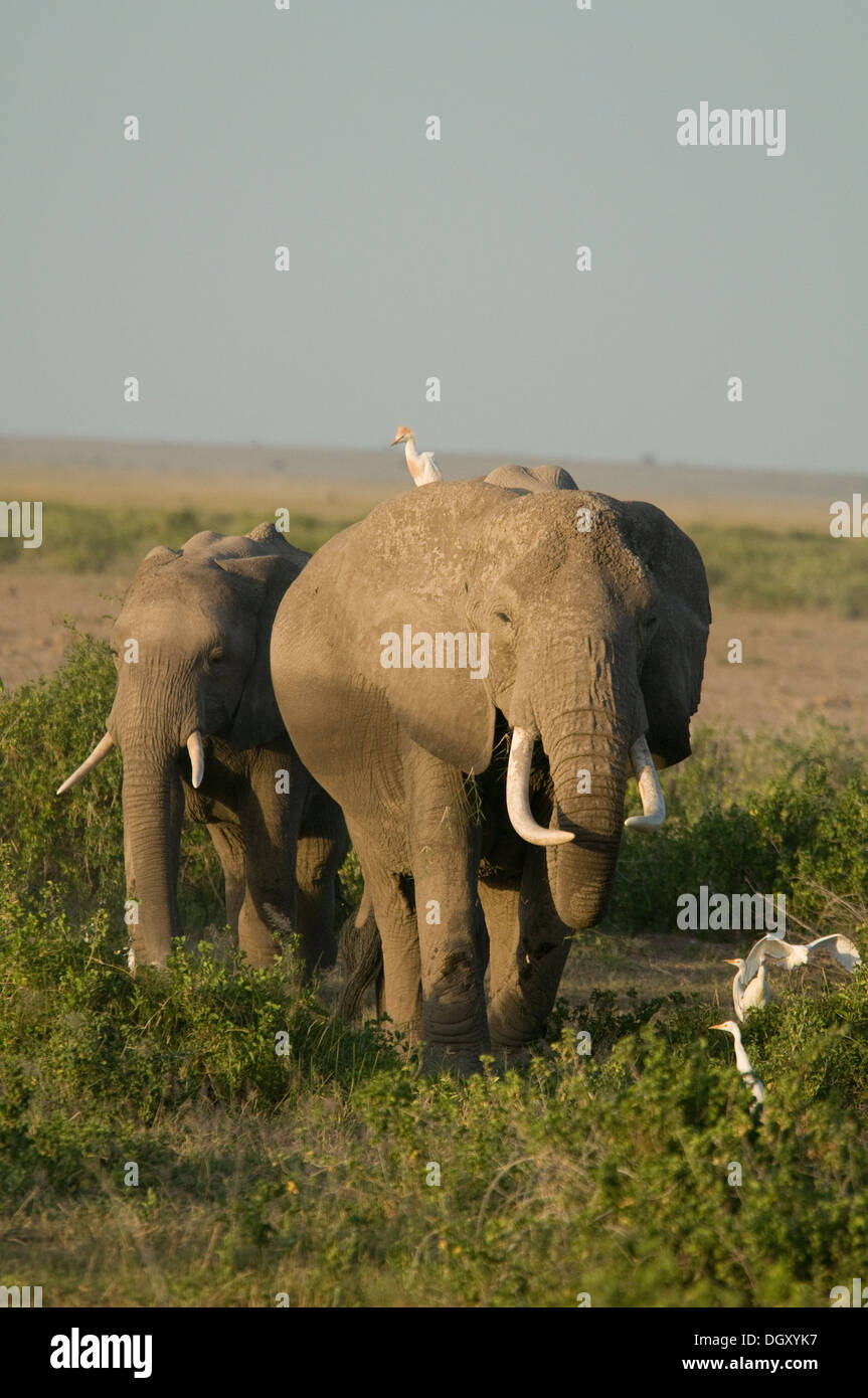 Amboseli kenya two elephants hi-res stock photography and images - Alamy