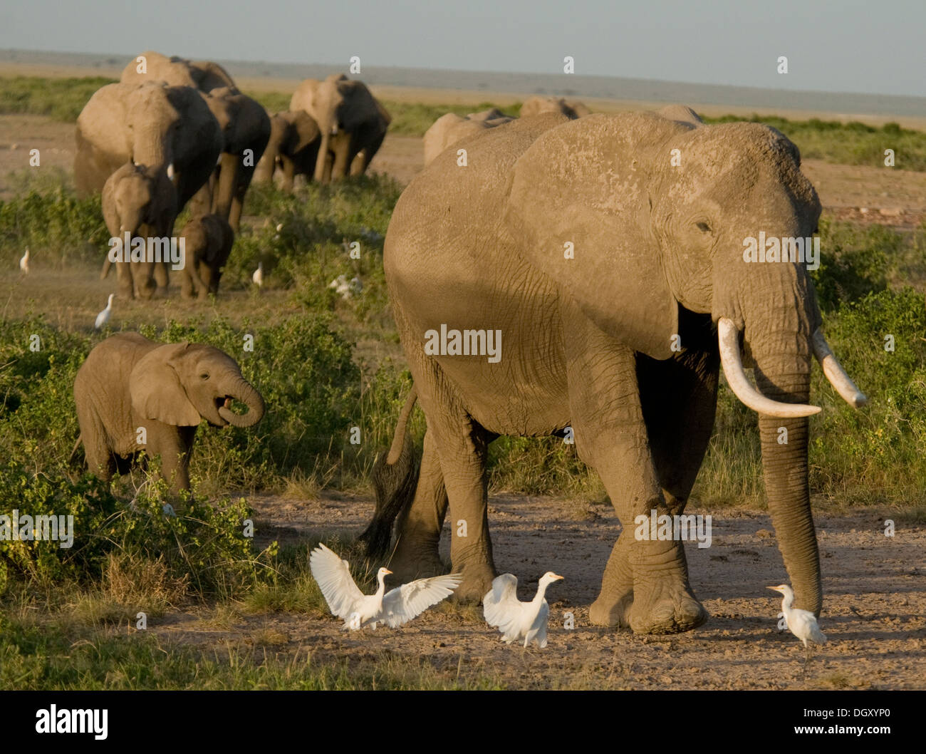 Baby Elephants Walking In A Line