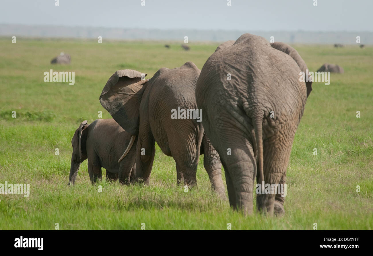 Three African elephants walking-from rear Stock Photo - Alamy