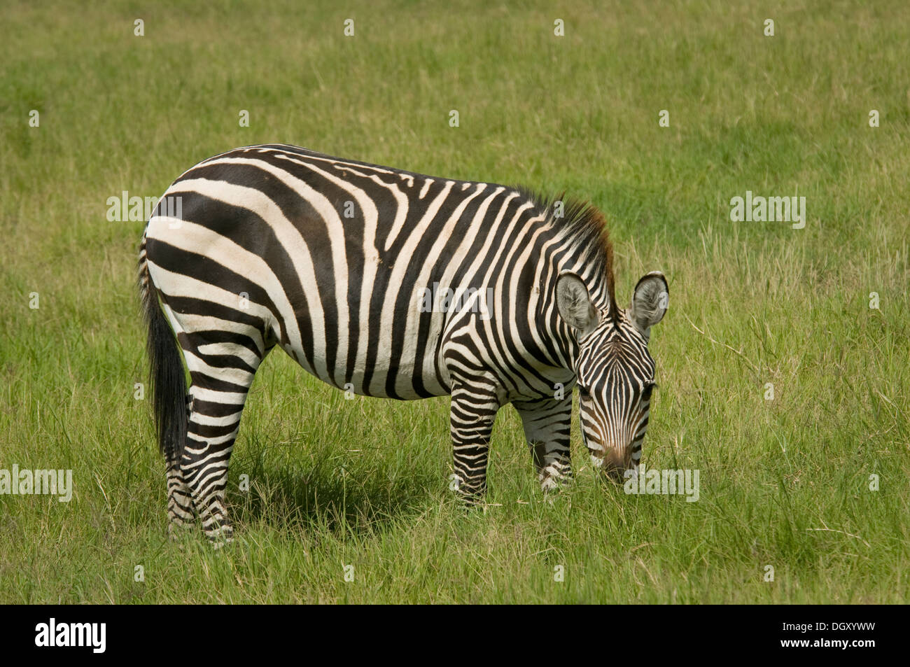 Burchell's zebra grazing Stock Photo - Alamy