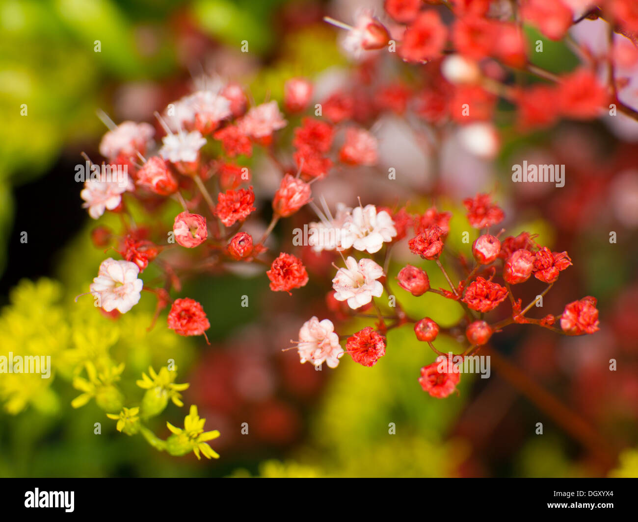 Shot field red flowers hi-res stock photography and images - Alamy