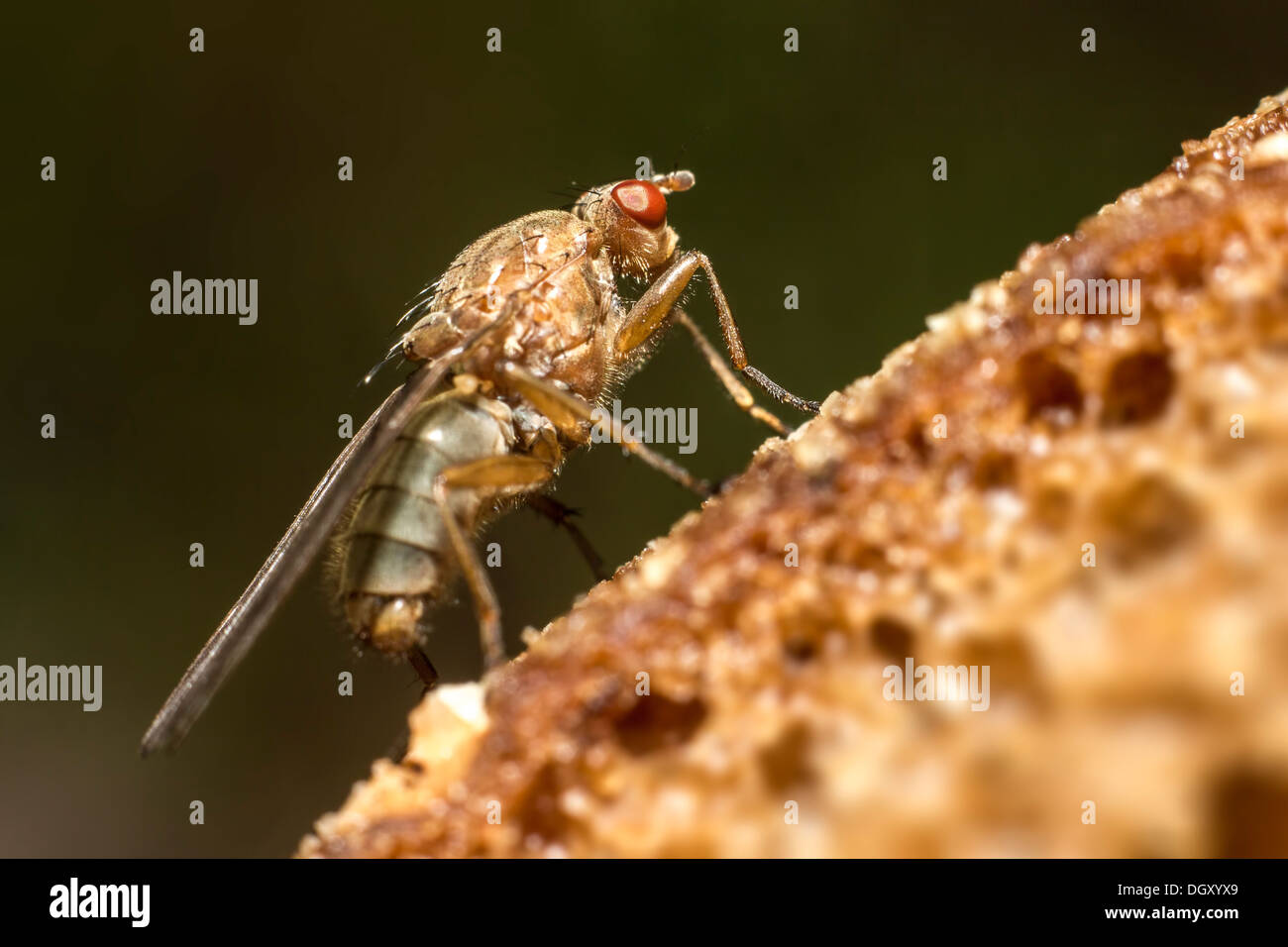 Portrait of a forest fly Stock Photo - Alamy