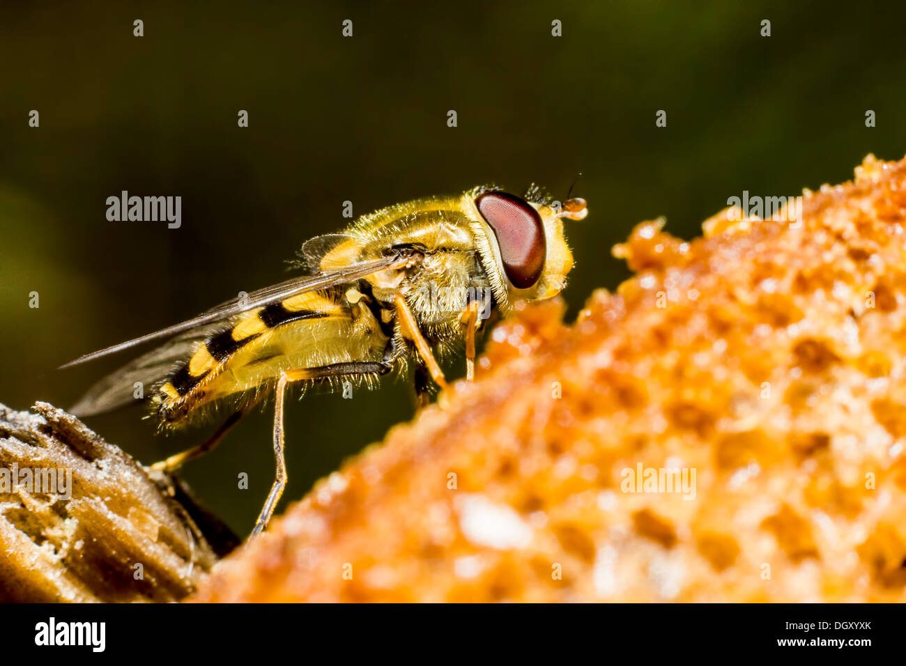 Portrait of a forest fly Stock Photo - Alamy