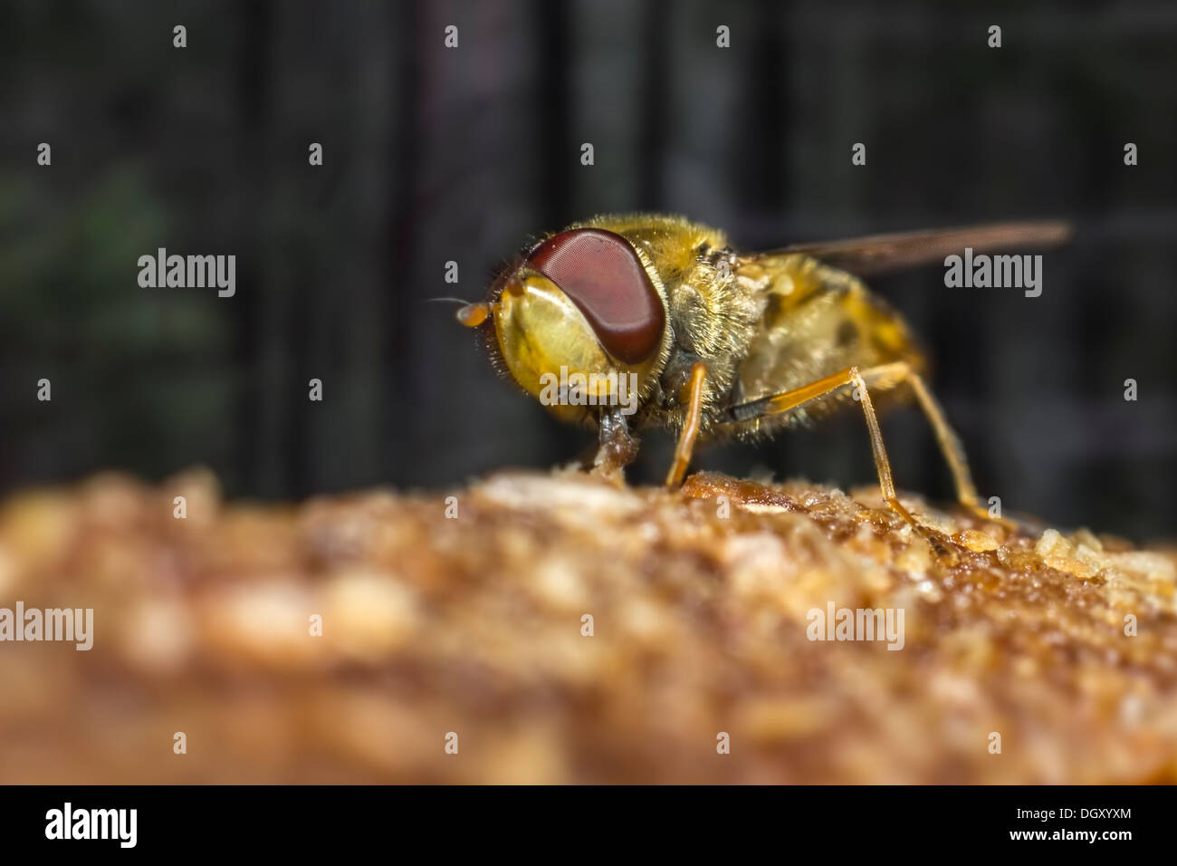 Portrait of a forest fly Stock Photo - Alamy