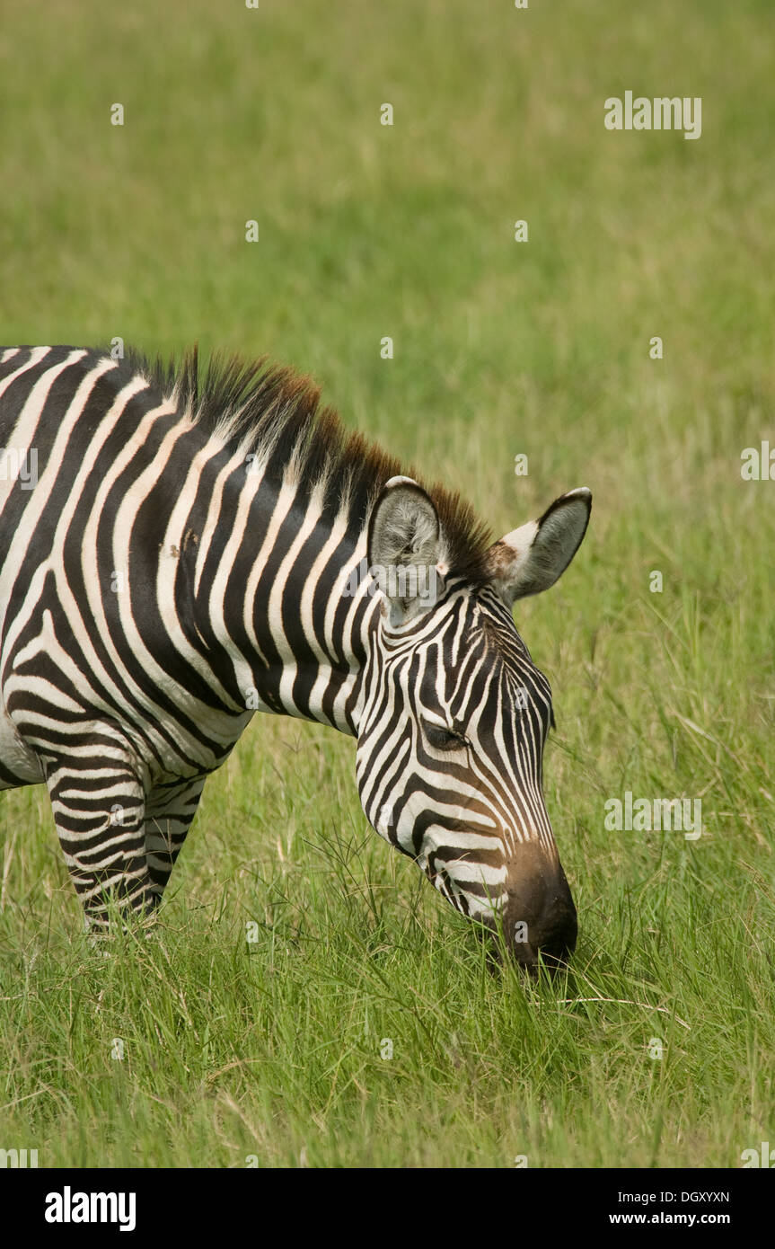Burchell's zebra grazing Stock Photo - Alamy