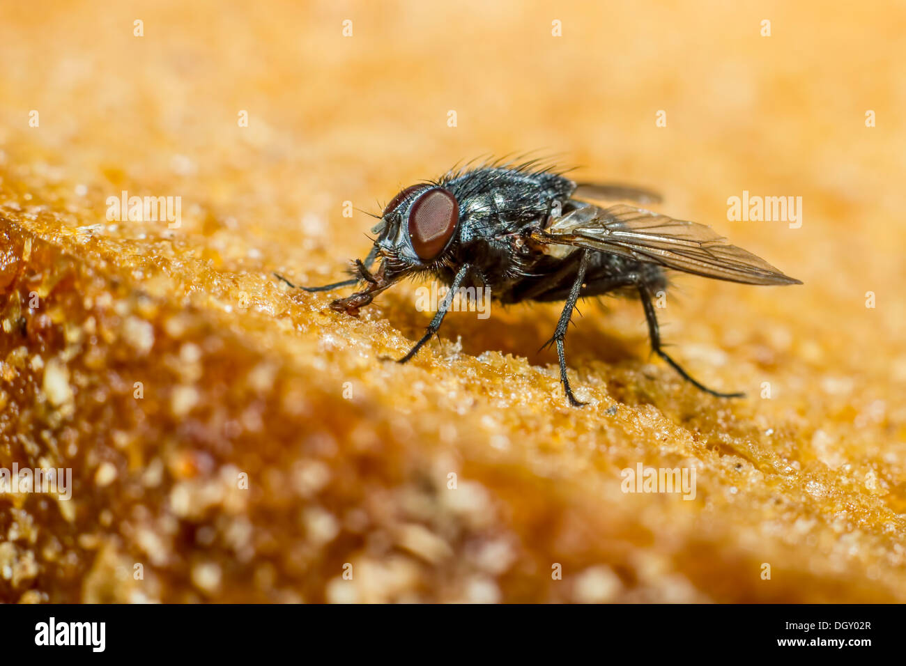 Portrait of a forest fly Stock Photo - Alamy