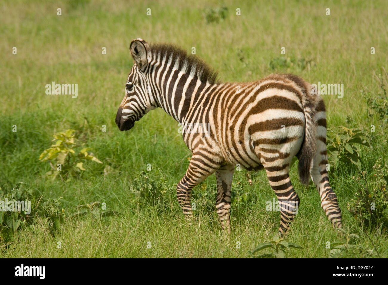 Zebra with stripes hi-res stock photography and images - Alamy