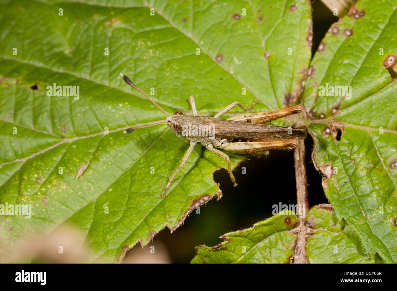 Male rufus hi-res stock photography and images - Alamy