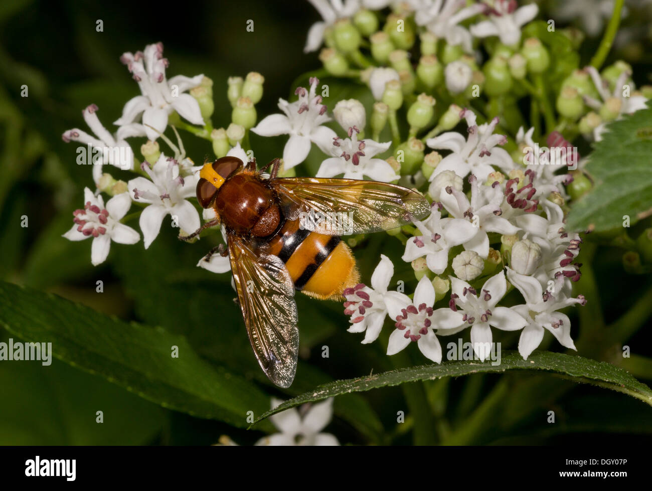 A large hoverfly, Volucella inanis, visiting dwarf elder flowers Stock ...
