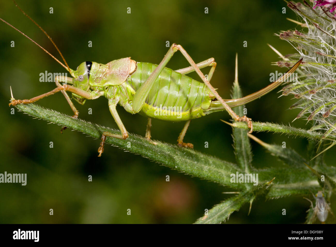Female saddle backed bush cricket hi-res stock photography and images ...