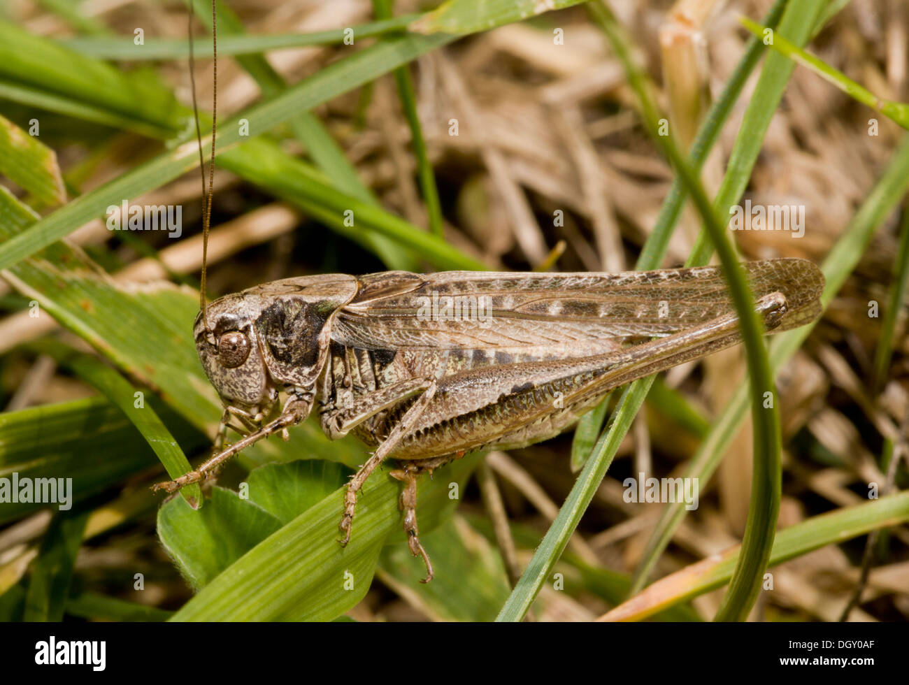 Male Grey Bush-cricket, Platycleis albopunctata; rare coastal species ...