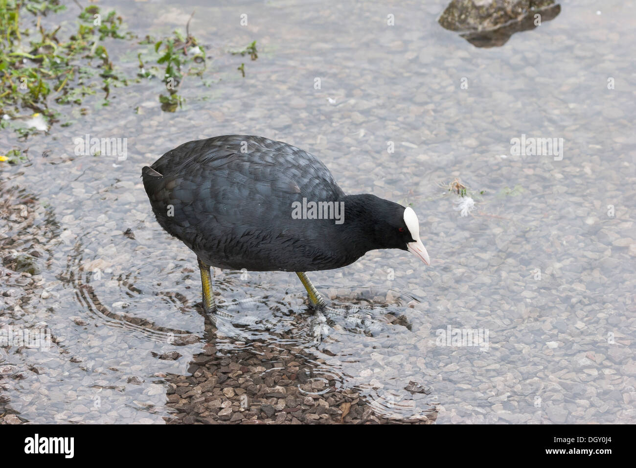 European coot wading Stock Photo - Alamy