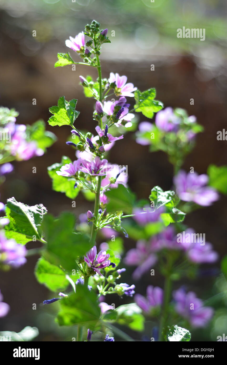 Geranium one single flower hi-res stock photography and images - Alamy