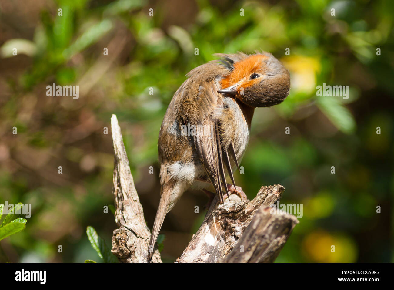 Preening bird hi-res stock photography and images - Alamy