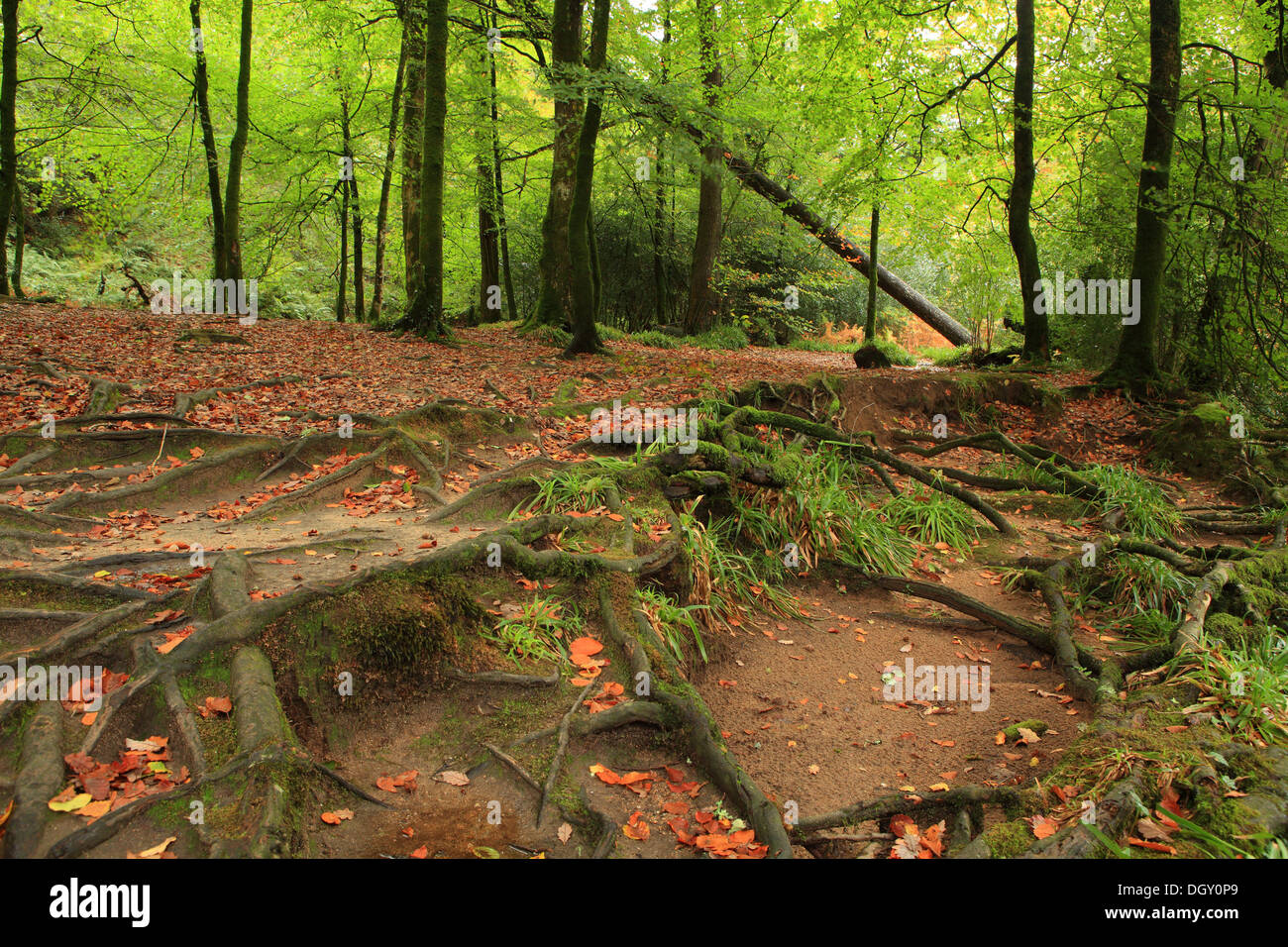 Devon rivers hi-res stock photography and images - Alamy