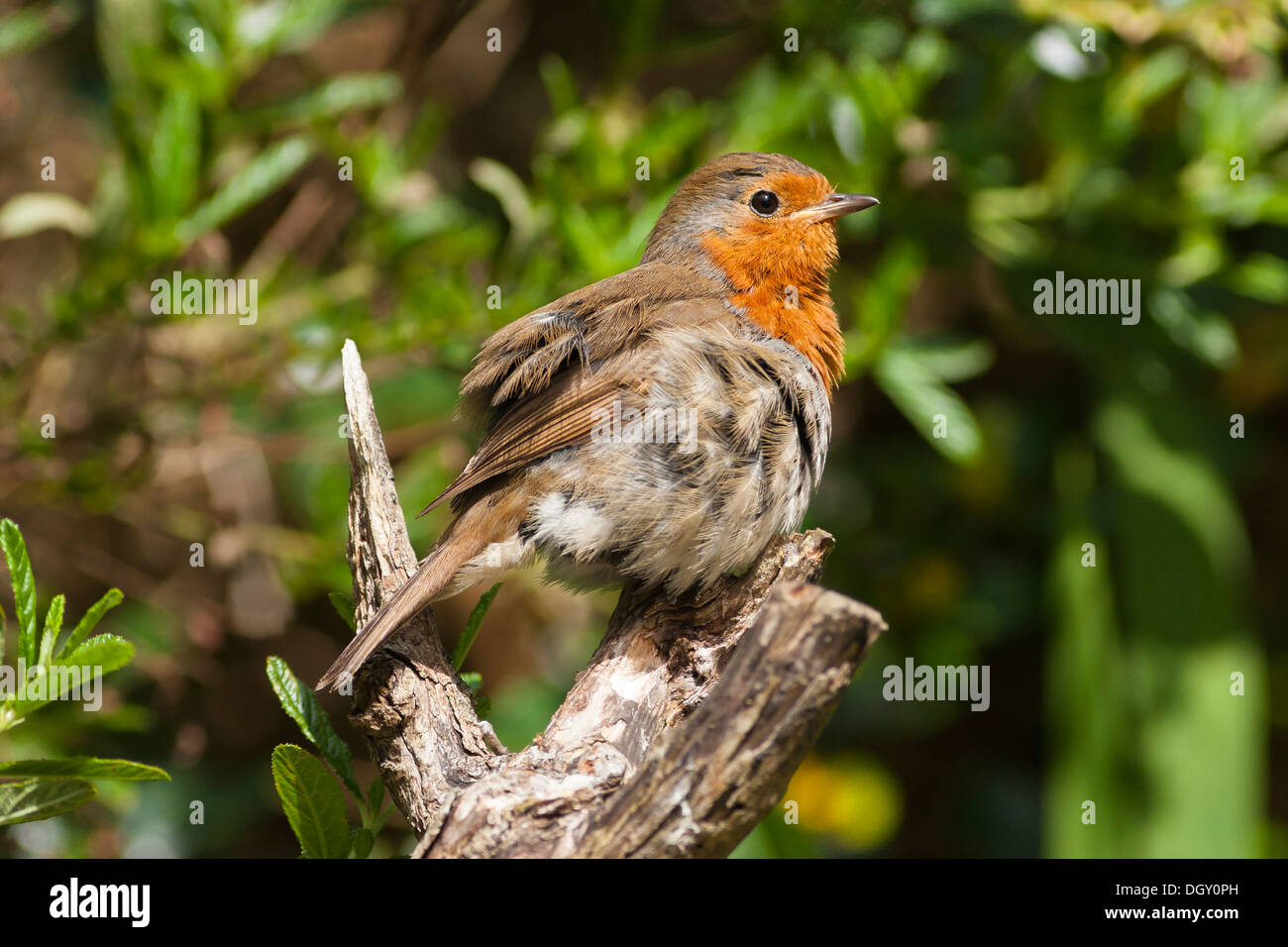 Robin with fluffed feathers hi-res stock photography and images - Alamy