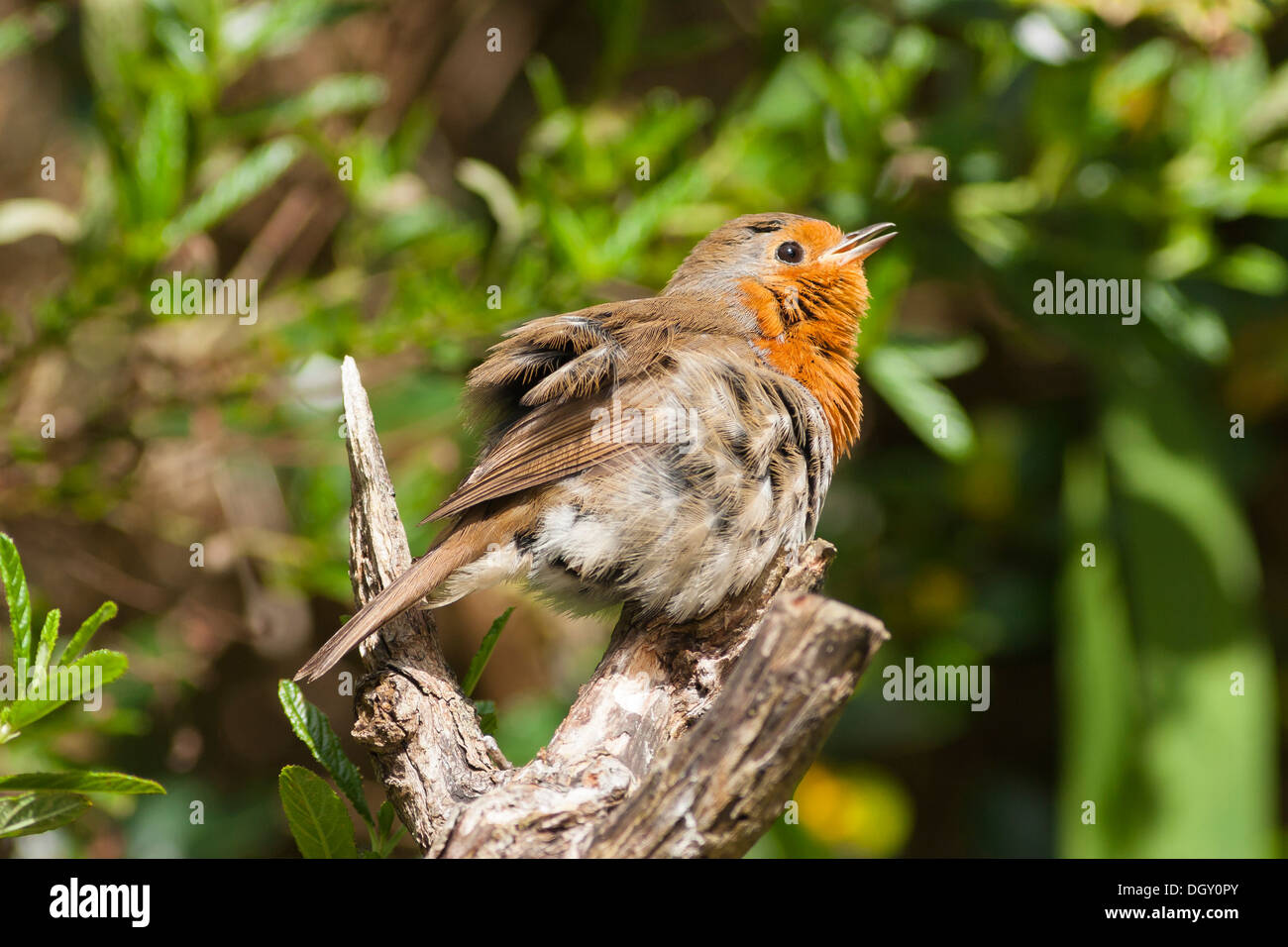 Robin with fluffed feathers hi-res stock photography and images - Alamy