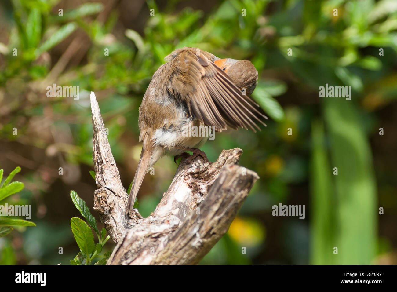 Robin with fluffed feathers hi-res stock photography and images - Alamy