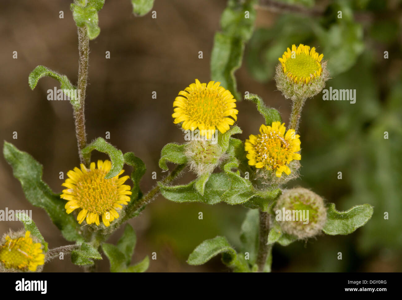 Small Fleabane, Pulicaria vulgaris in flower; very rare in UK. New ...