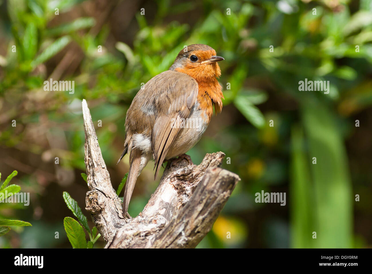 Robin with fluffed feathers hi-res stock photography and images - Alamy