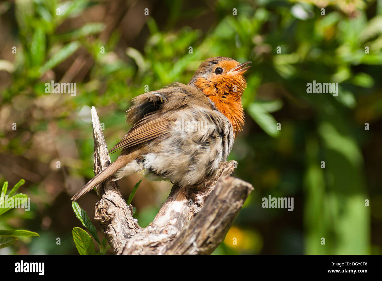Robin with fluffed feathers hi-res stock photography and images - Alamy