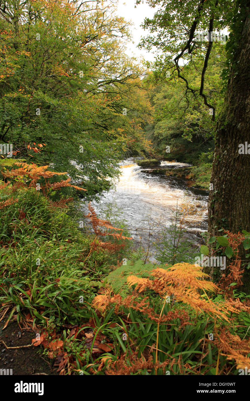 River Dart at Holne during autumn flood, Dartmoor, Devon, England, UK ...