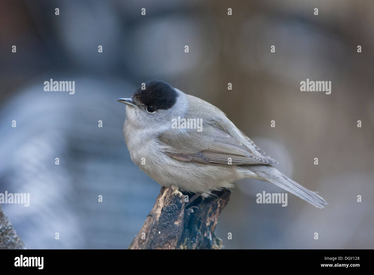 Black cap bird hi-res stock photography and images - Alamy