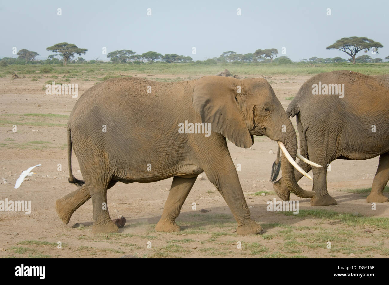 African elephants walking in plains Stock Photo - Alamy