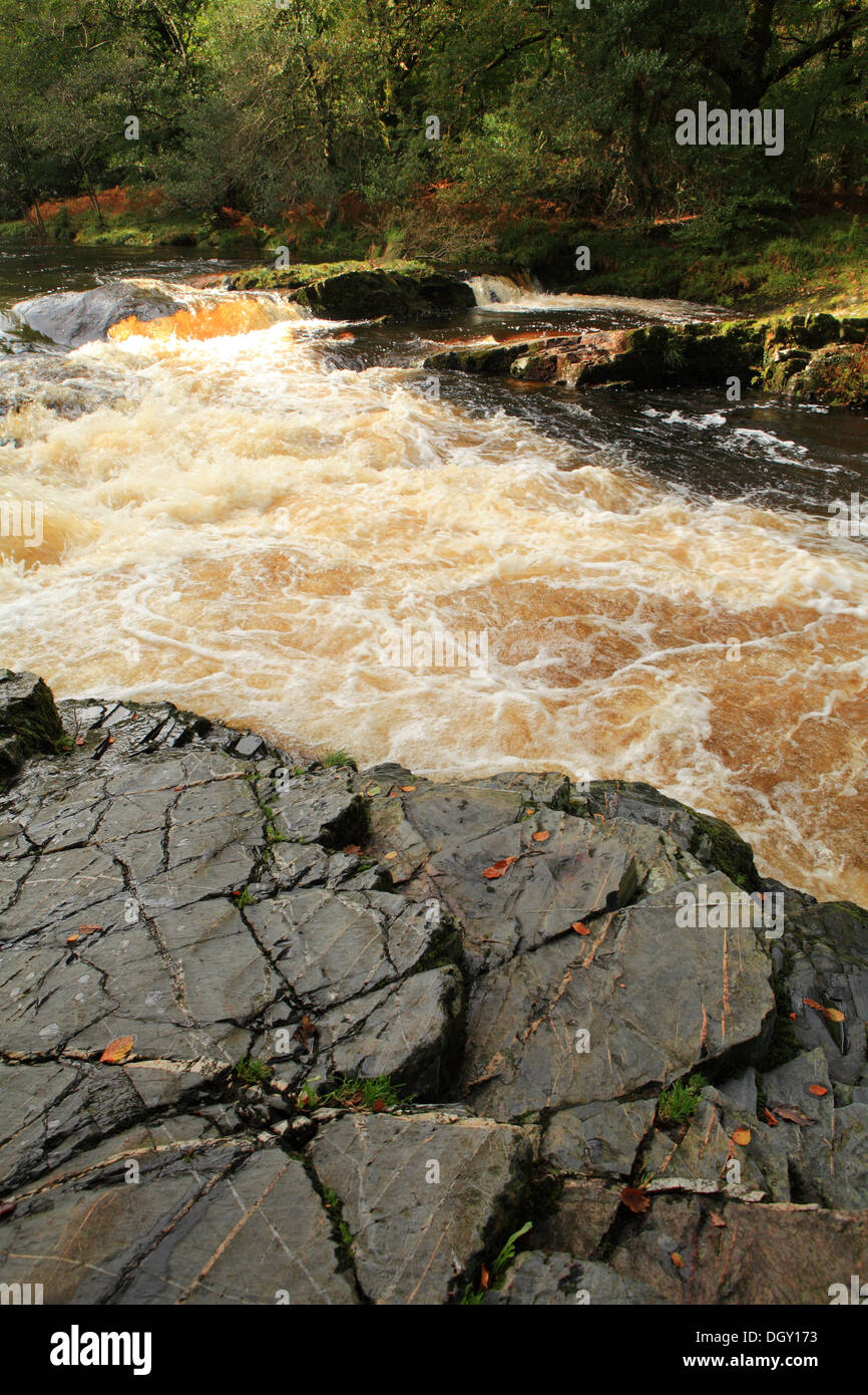 River Dart at Holne during autumn flood, Dartmoor, Devon, England, UK ...