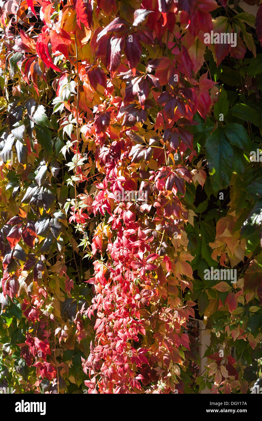 Virginia creeper hi-res stock photography and images - Alamy