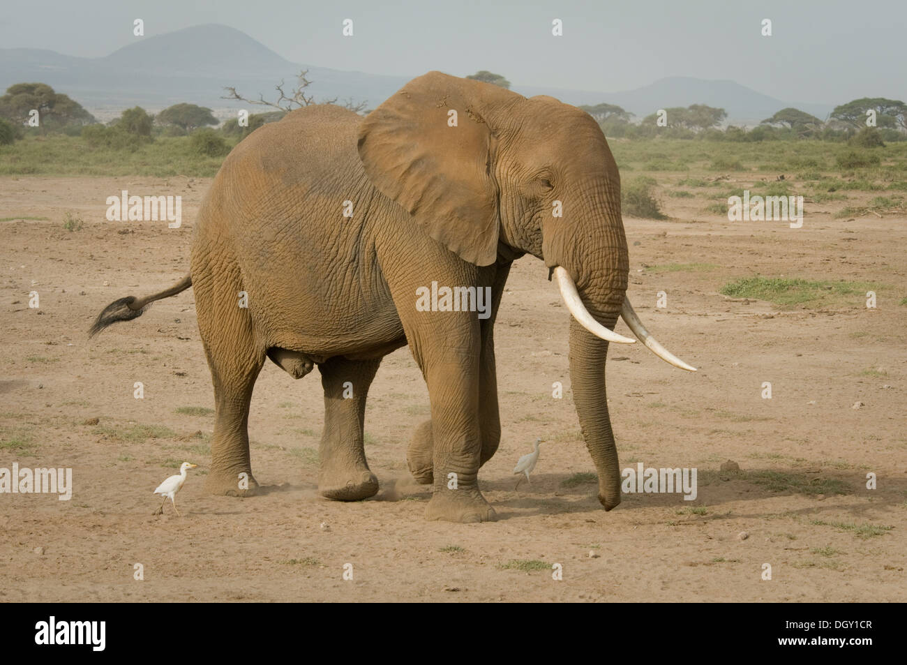 Male elephant hi-res stock photography and images - Alamy