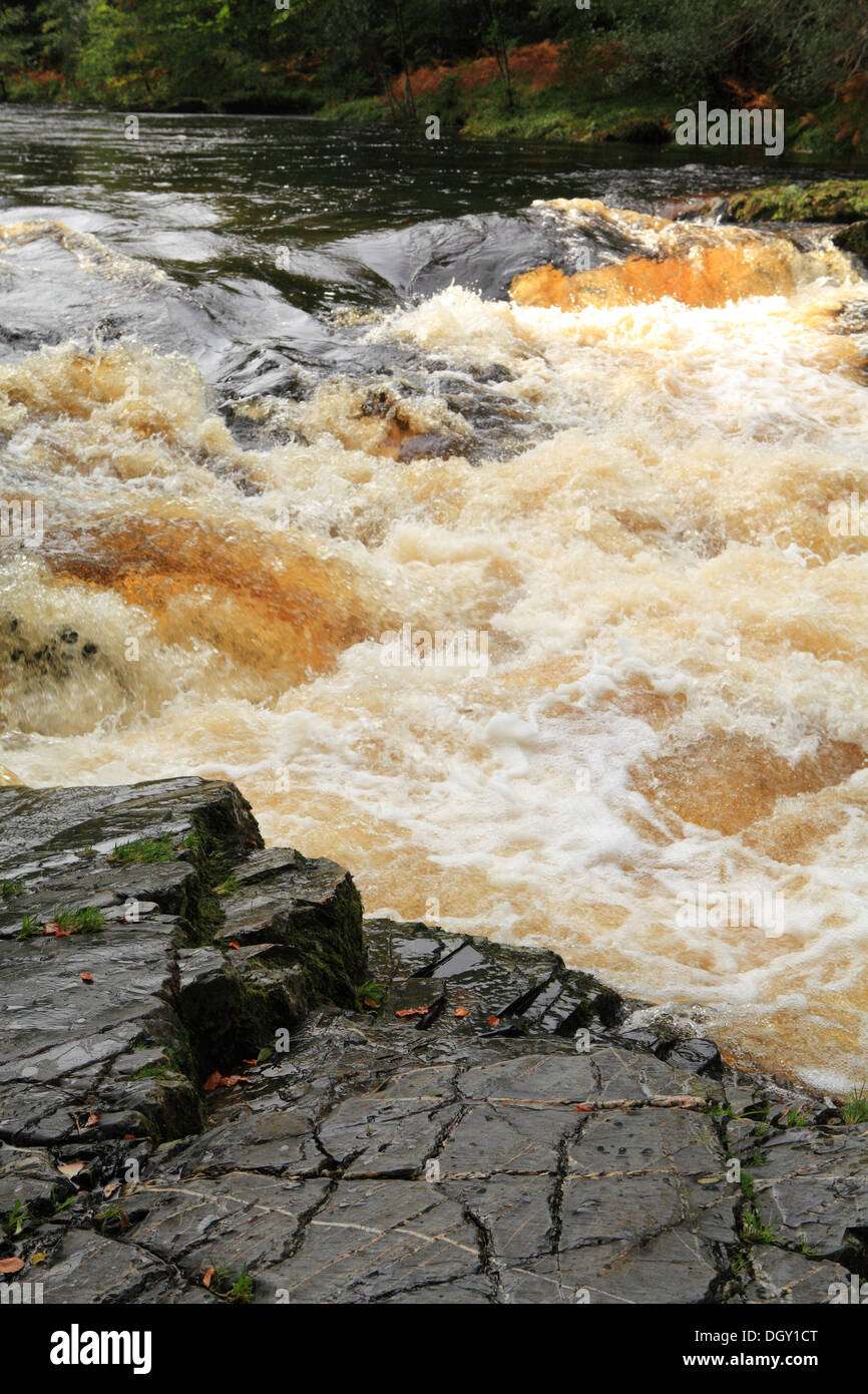 River Dart at Holne during autumn flood, Dartmoor, Devon, England, UK ...