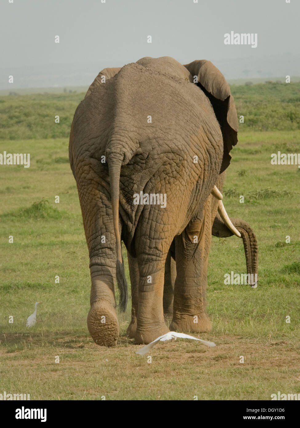 Elephant trunk carrying elephant hi-res stock photography and images ...