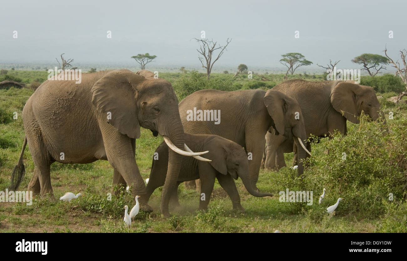 Elephants walk hi-res stock photography and images - Alamy