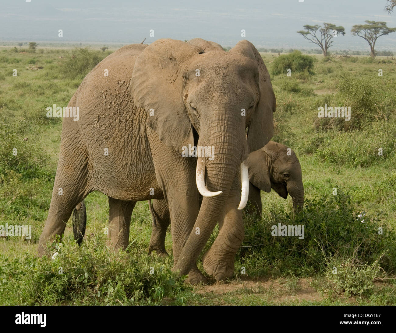African elephant with young one Stock Photo - Alamy
