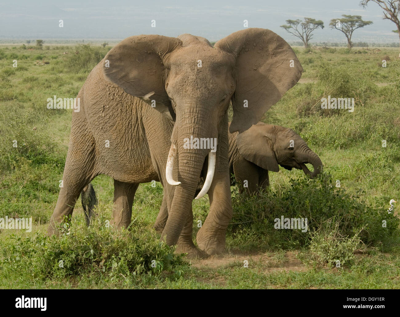 Wild elephants big ears hi-res stock photography and images - Alamy
