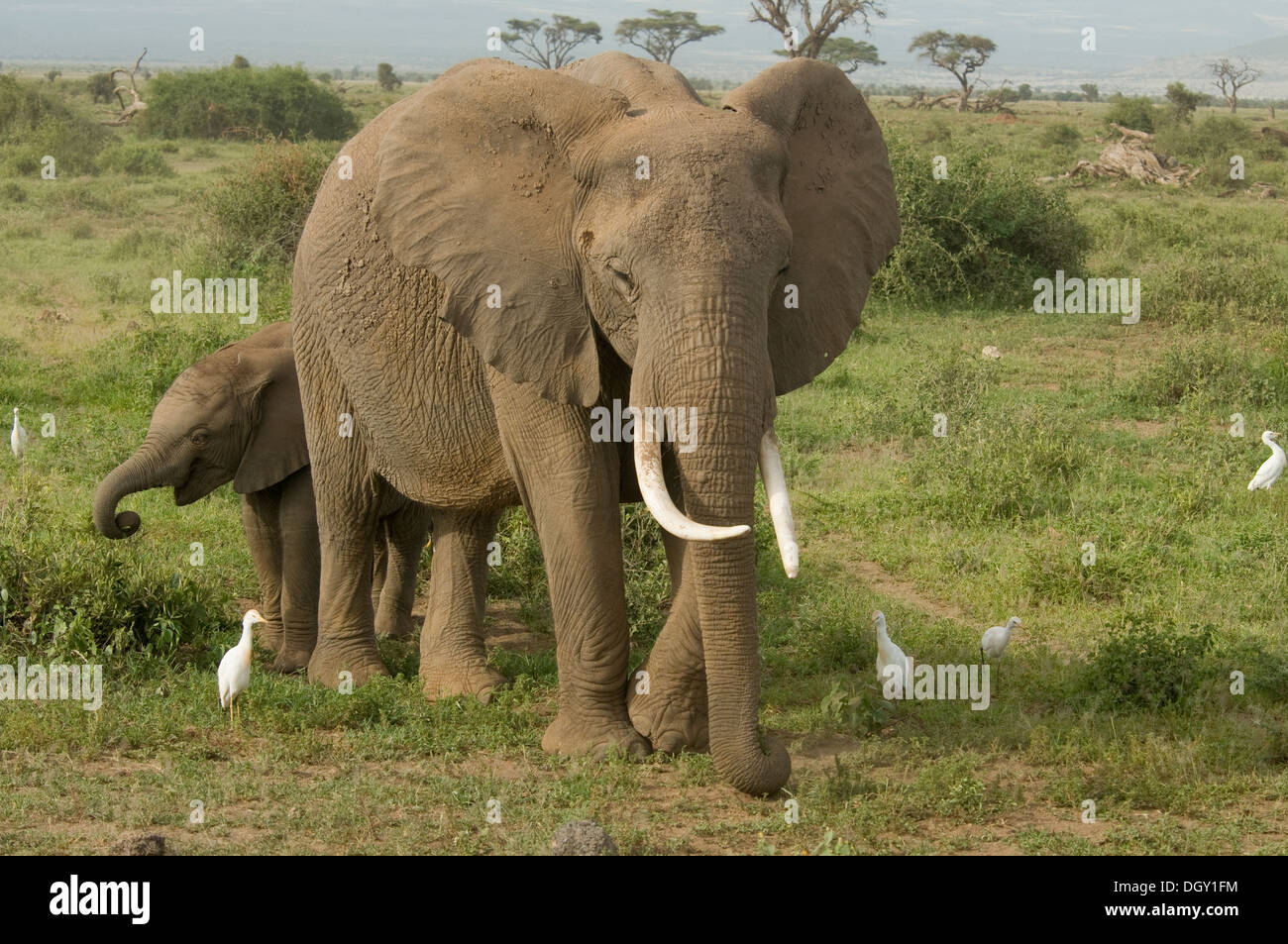 African elephant with young one behind Stock Photo - Alamy