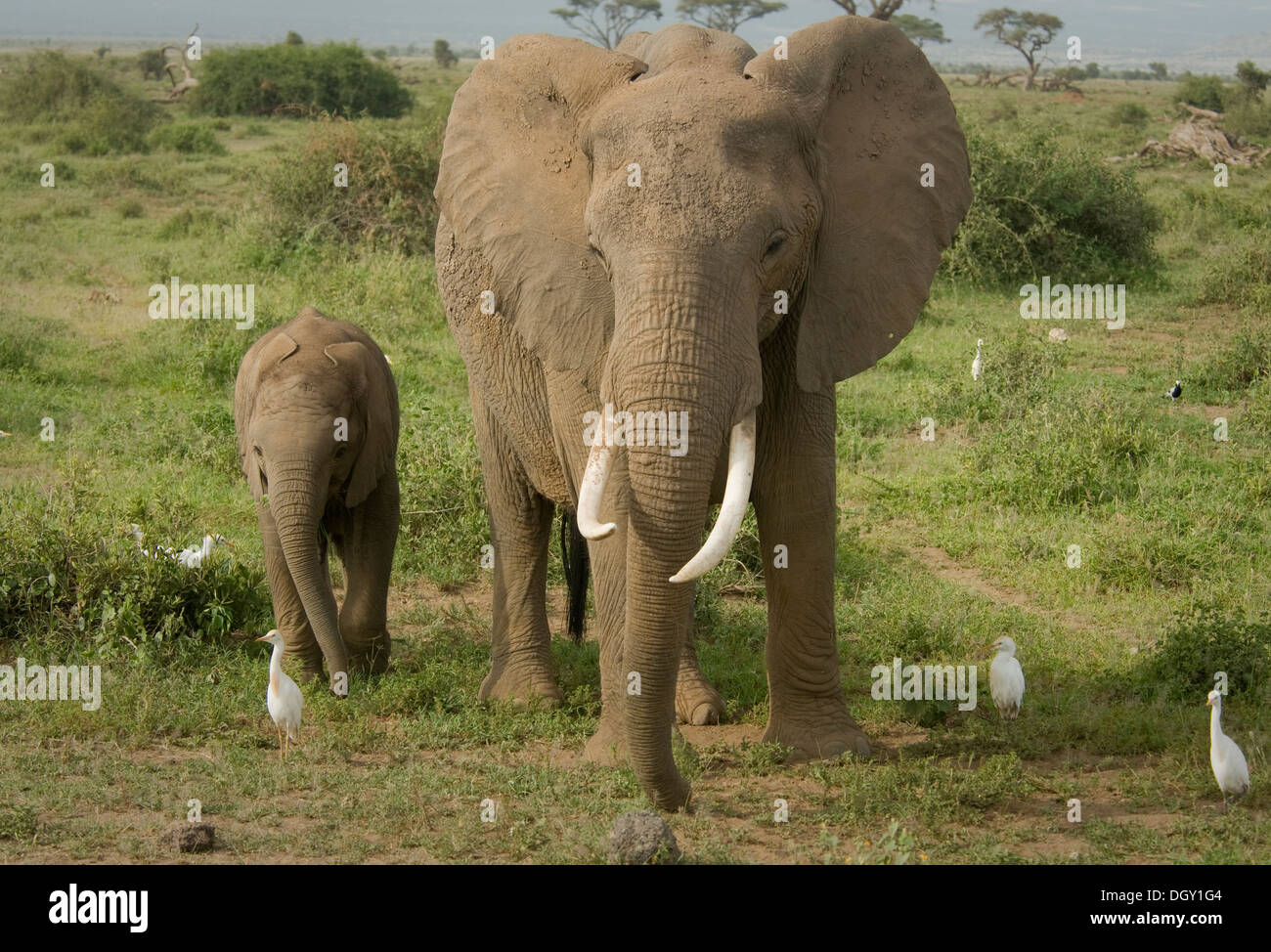 African elephant with young one Stock Photo - Alamy
