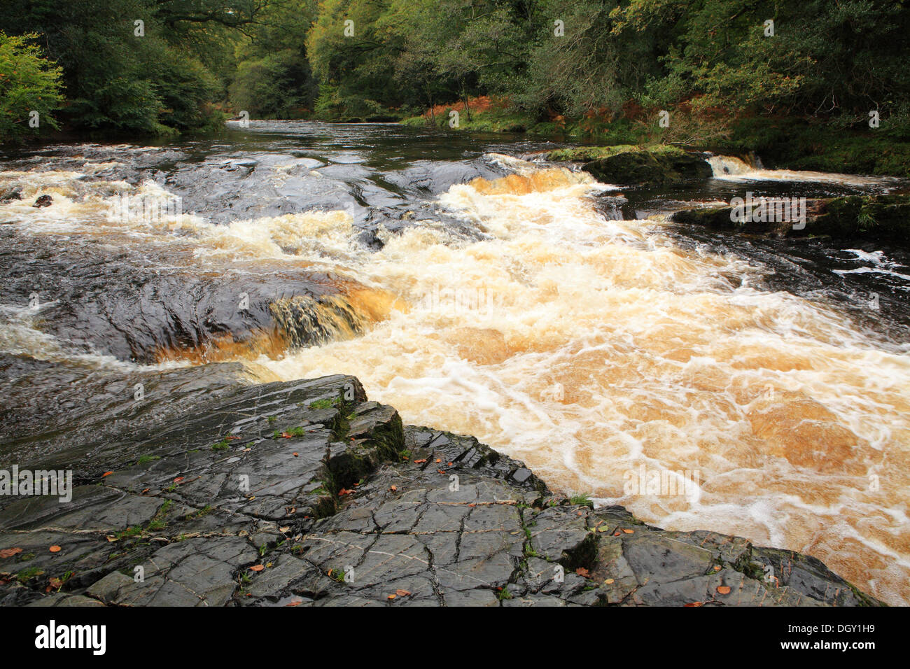 River Dart at Holne during autumn flood, Dartmoor, Devon, England, UK ...