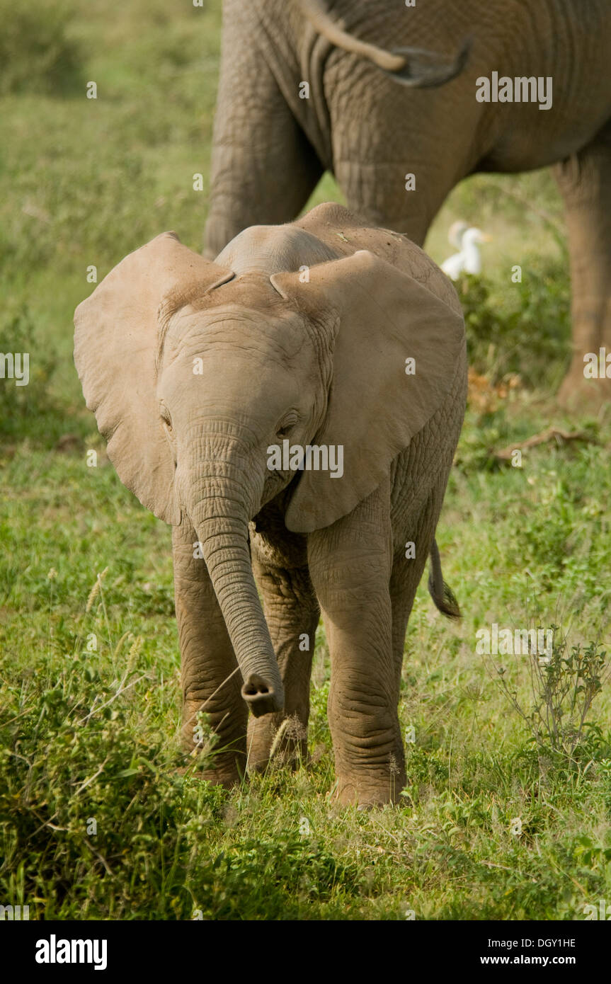 Young African elephant standing Stock Photo - Alamy