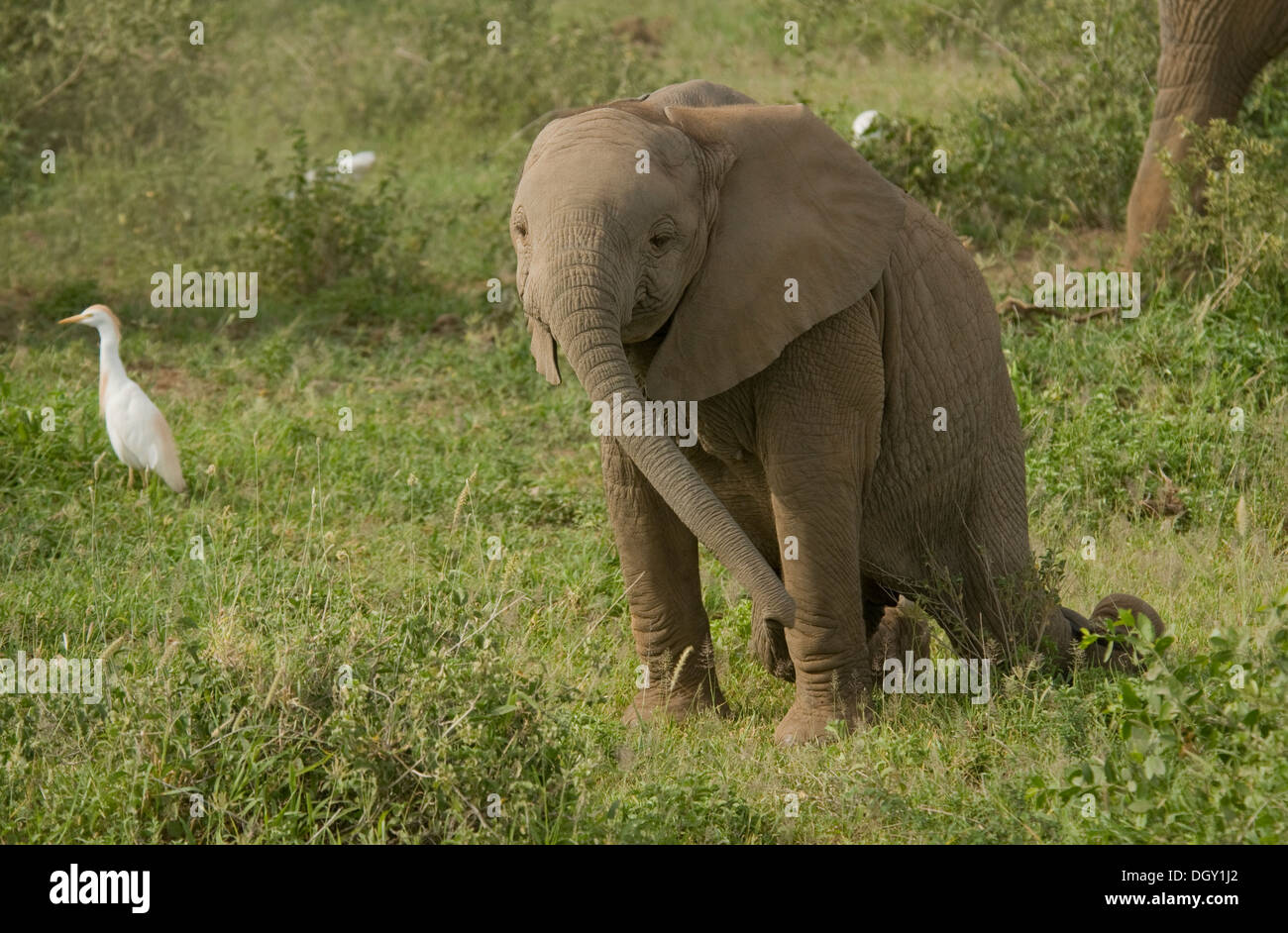 African elephant kneeling loxodonta hi-res stock photography and images ...
